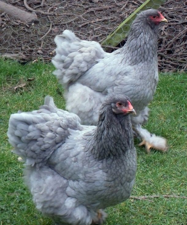BLUE BRAHMA YUMURTASI 10adet - www.kuluckalikyumurta.com
